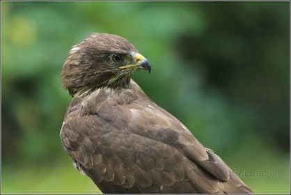 orel hnědý :: orel